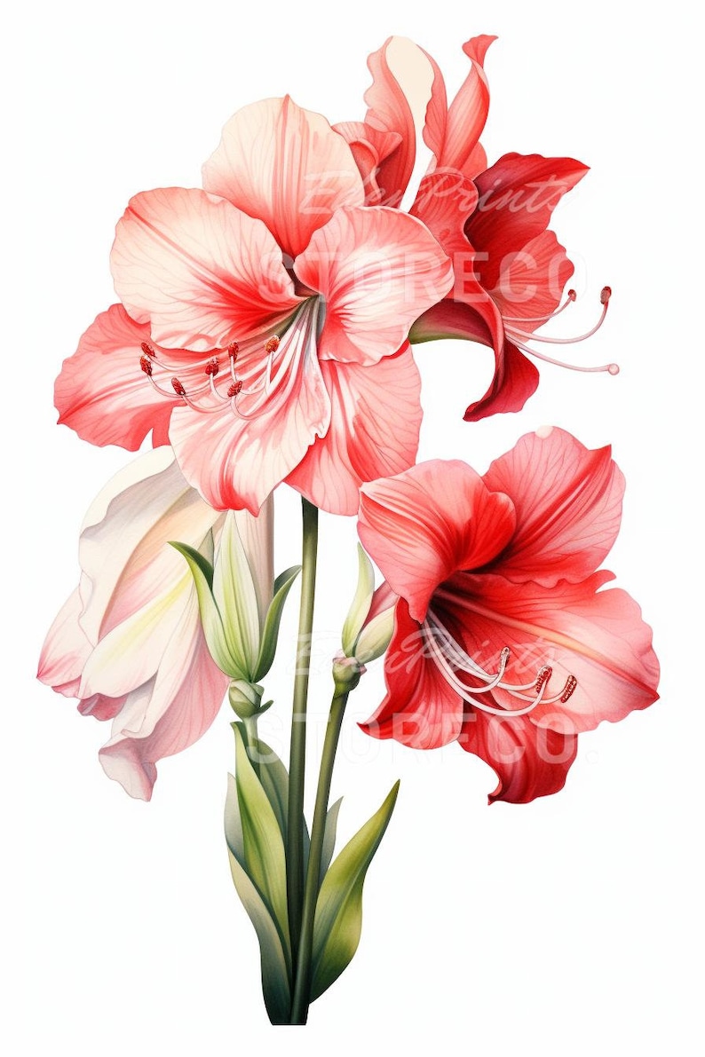 4 Set "amaryllis Flower", Floral, Botanical, Illustration Art, Instant ...
