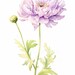 4 Set "scabiosa Flowers" Floral, Botanical, Illustration Art Instant ...