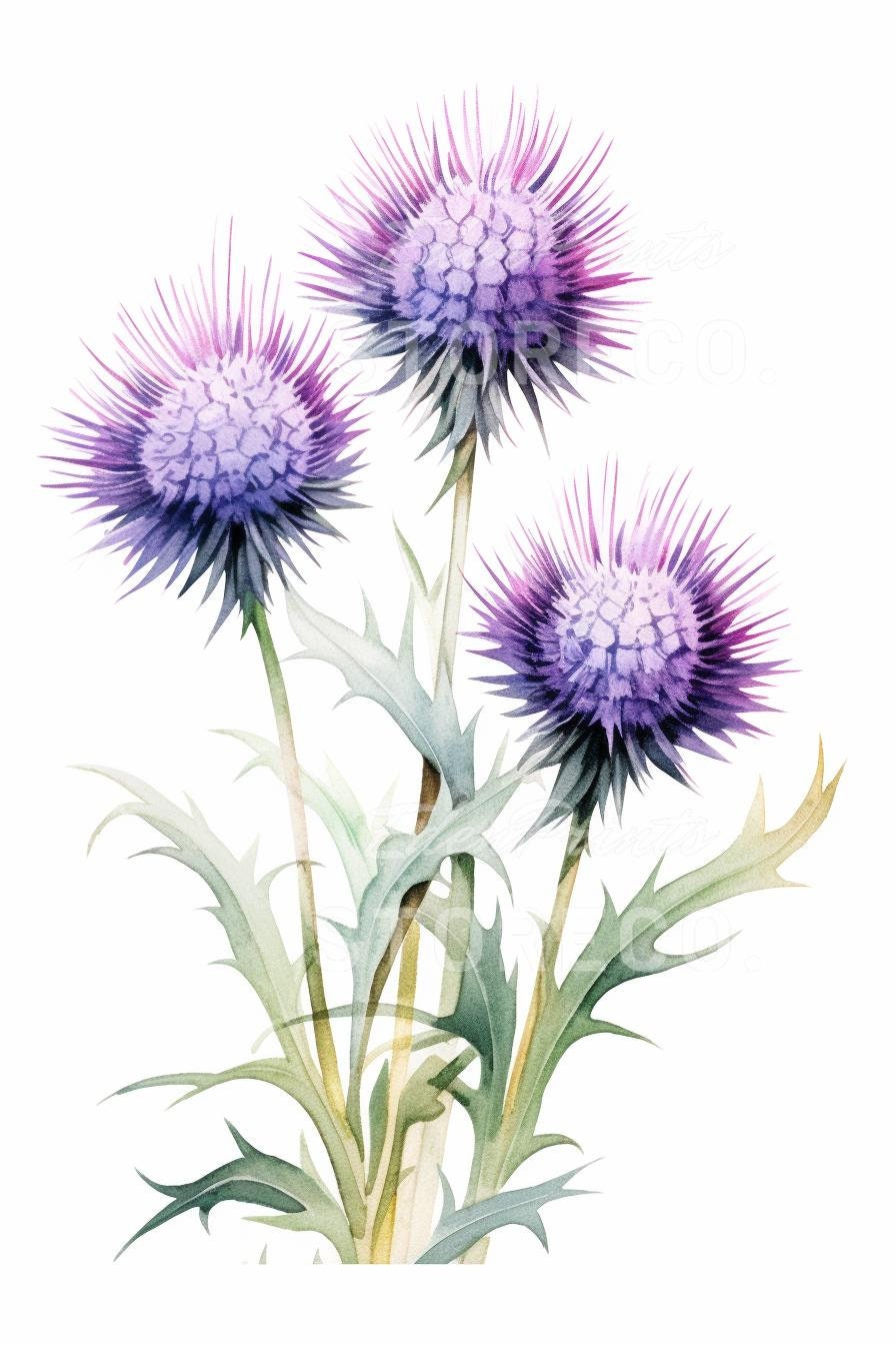 4 Set "echinops Flowers", Floral, Botanical, Illustration Art Instant ...