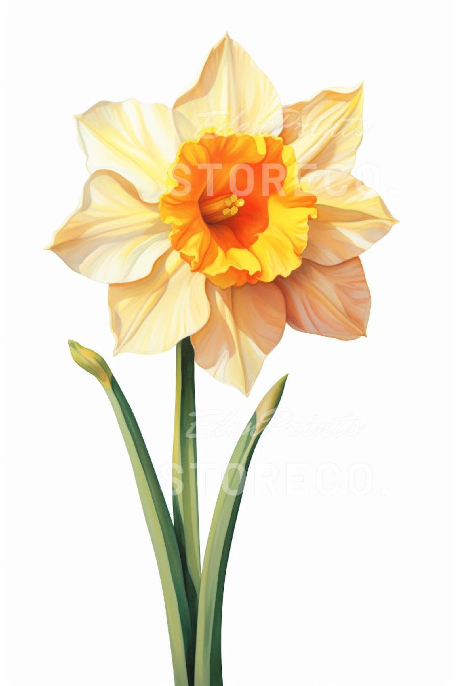 4 Set "daffodil Flower", Floral, Botanical, Illustration Art Instant ...