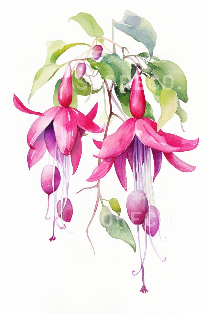 4 Set "fuchsia Flowers", Floral, Botanical, Illustration Art Instant ...