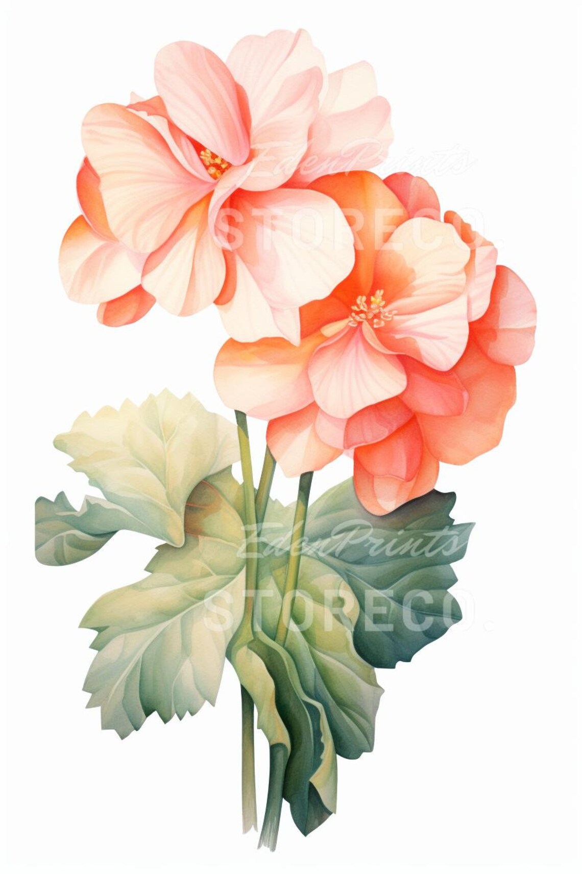 4 Set "begonia Flowers", Botanical, Illustration Art Instant Download ...