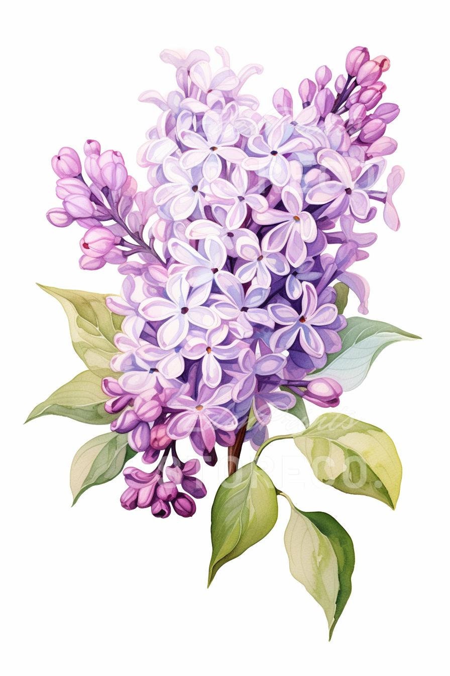 4 Set "lilac Flowers" Floral, Botanical, Illustration Art Instant ...
