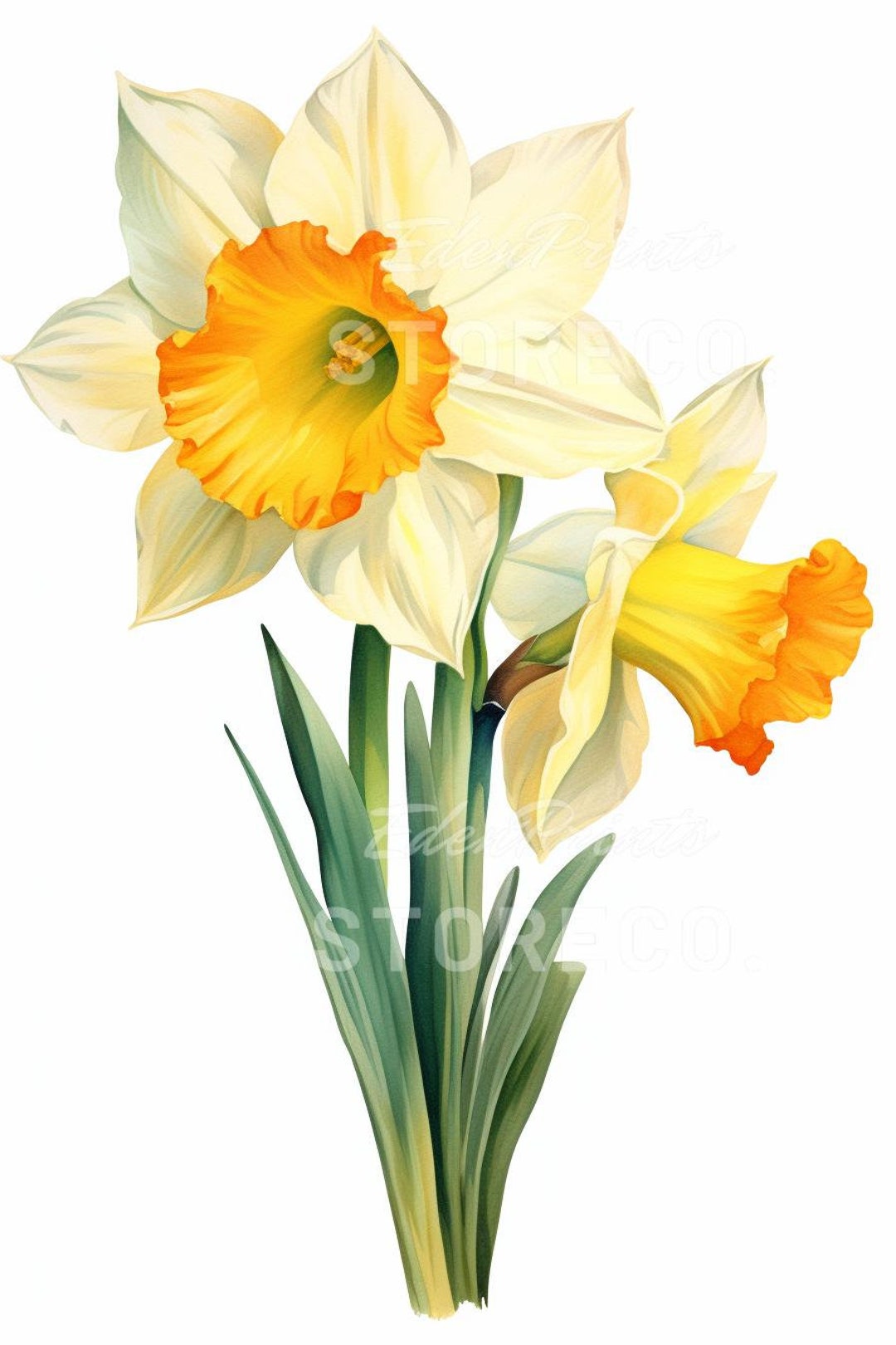 Daffodil Flower Illustration Art Prints, Botanical Clipart (digital ...