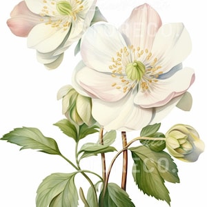 4 Set "helleborus Flowers" Floral, Botanical, Illustration Art Instant ...