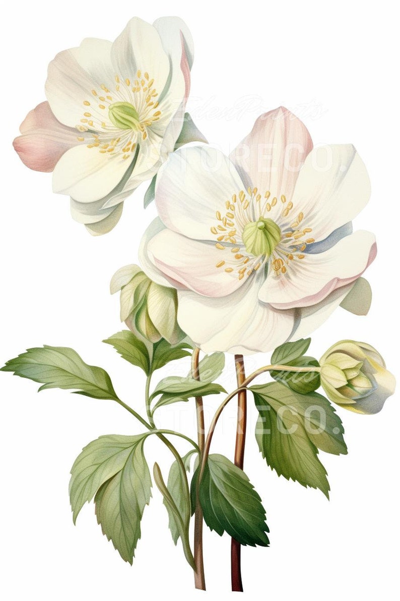 4 Set "helleborus Flowers" Floral, Botanical, Illustration Art Instant ...