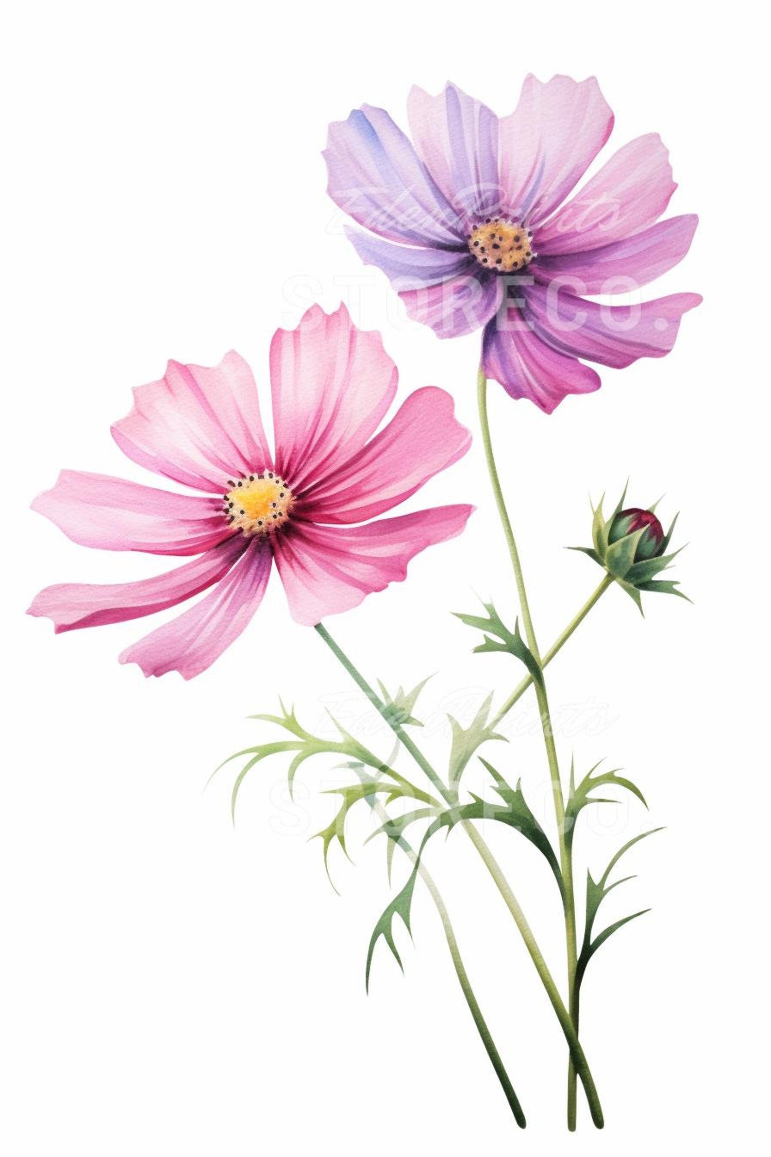 4 Set "cosmos Flowers" Floral, Botanical, Illustration Art Instant ...