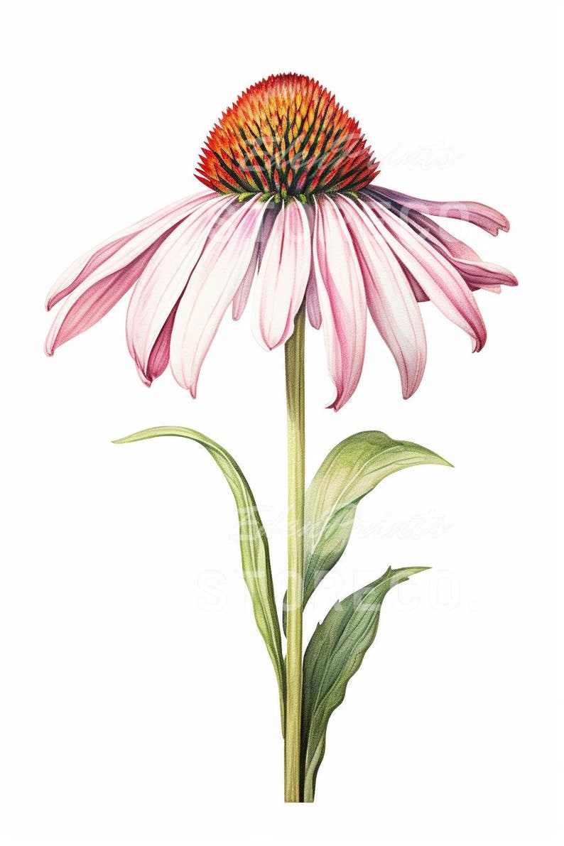 Coneflower Botanical Illustration Art Prints, Cards (digital Download ...