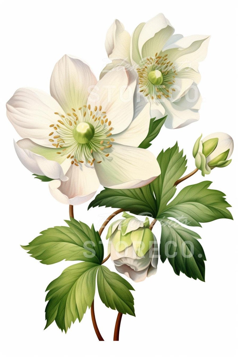 4 Set helleborus Flowers Floral, Botanical, Illustration Art Instant ...
