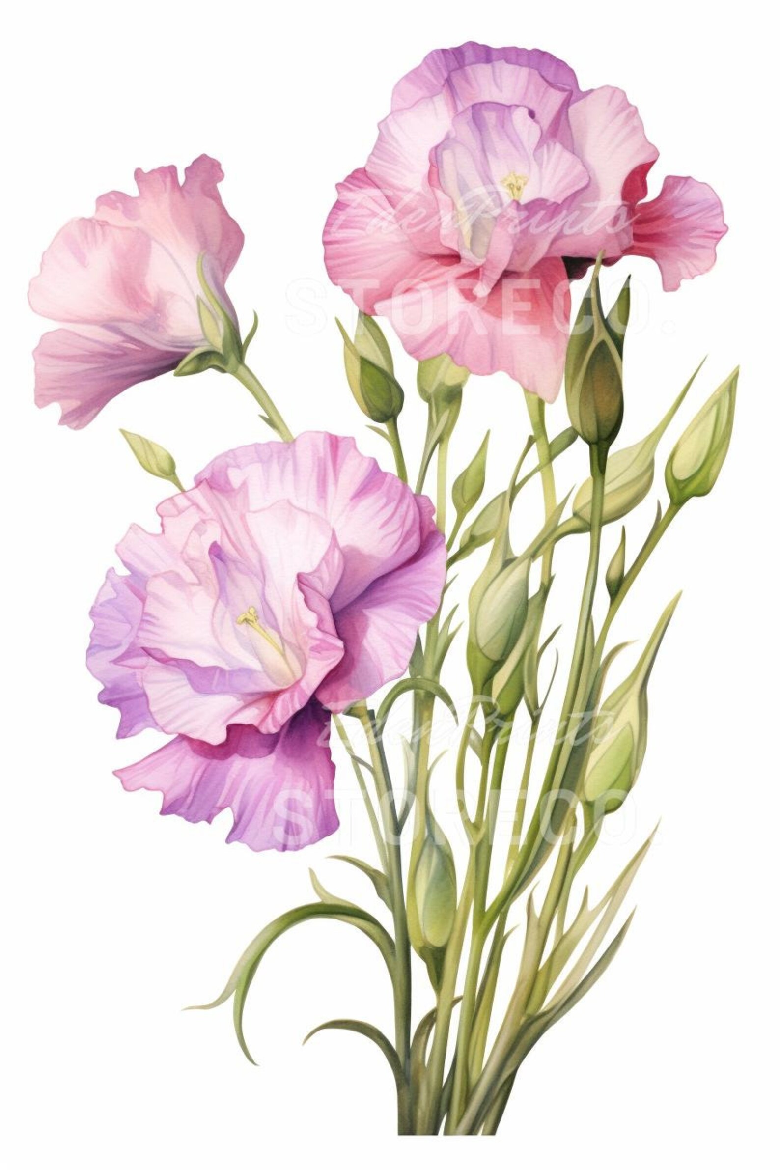 4 Set "eustoma (lisianthus) Flowers", Botanical, Illustration Art ...
