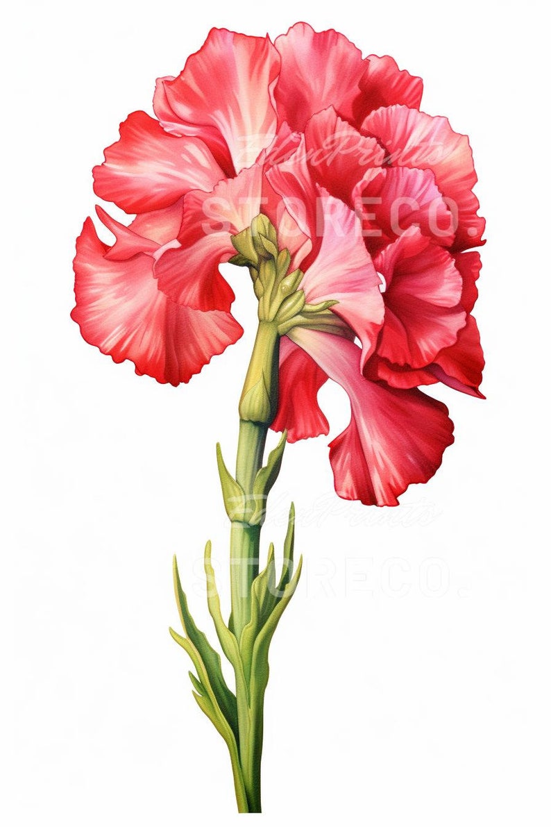 4 Set "cockscomb Flowers", Floral, Botanical, Illustration Art Instant ...