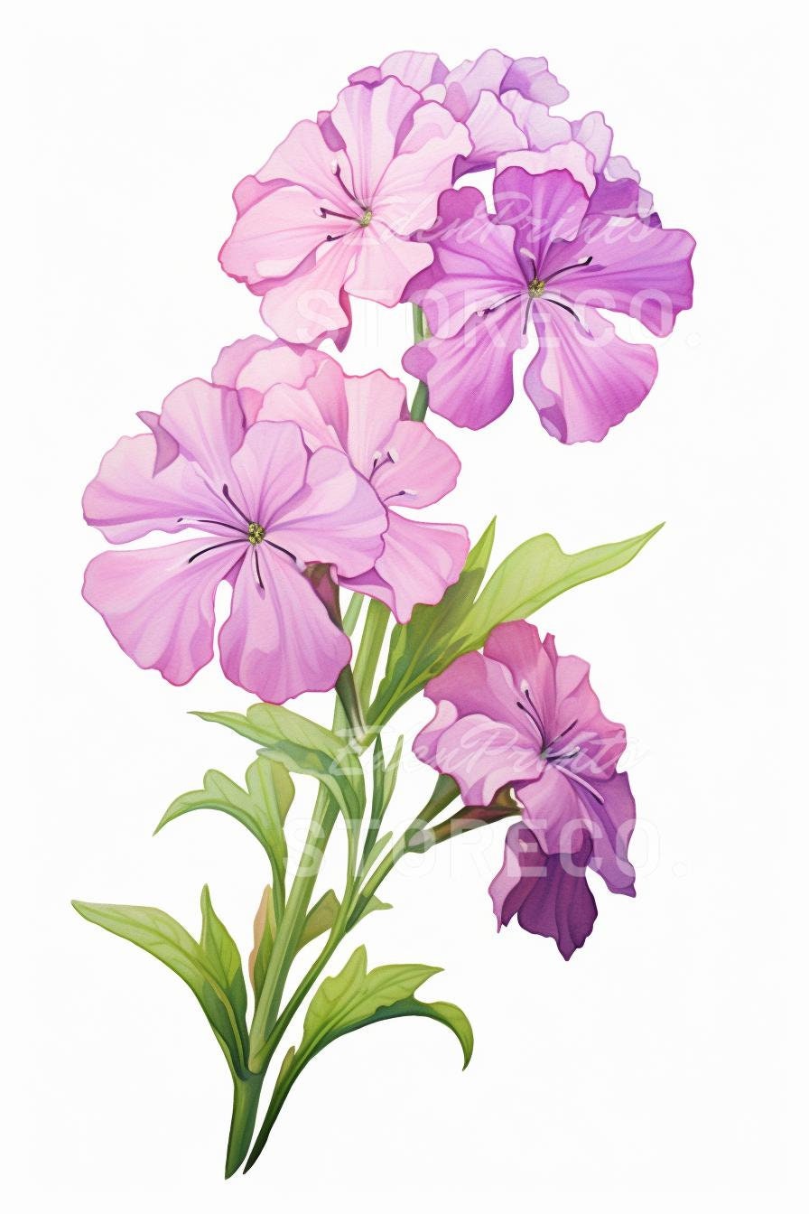 4 Set "phlox Flowers" Floral, Botanical, Illustration Art Instant ...