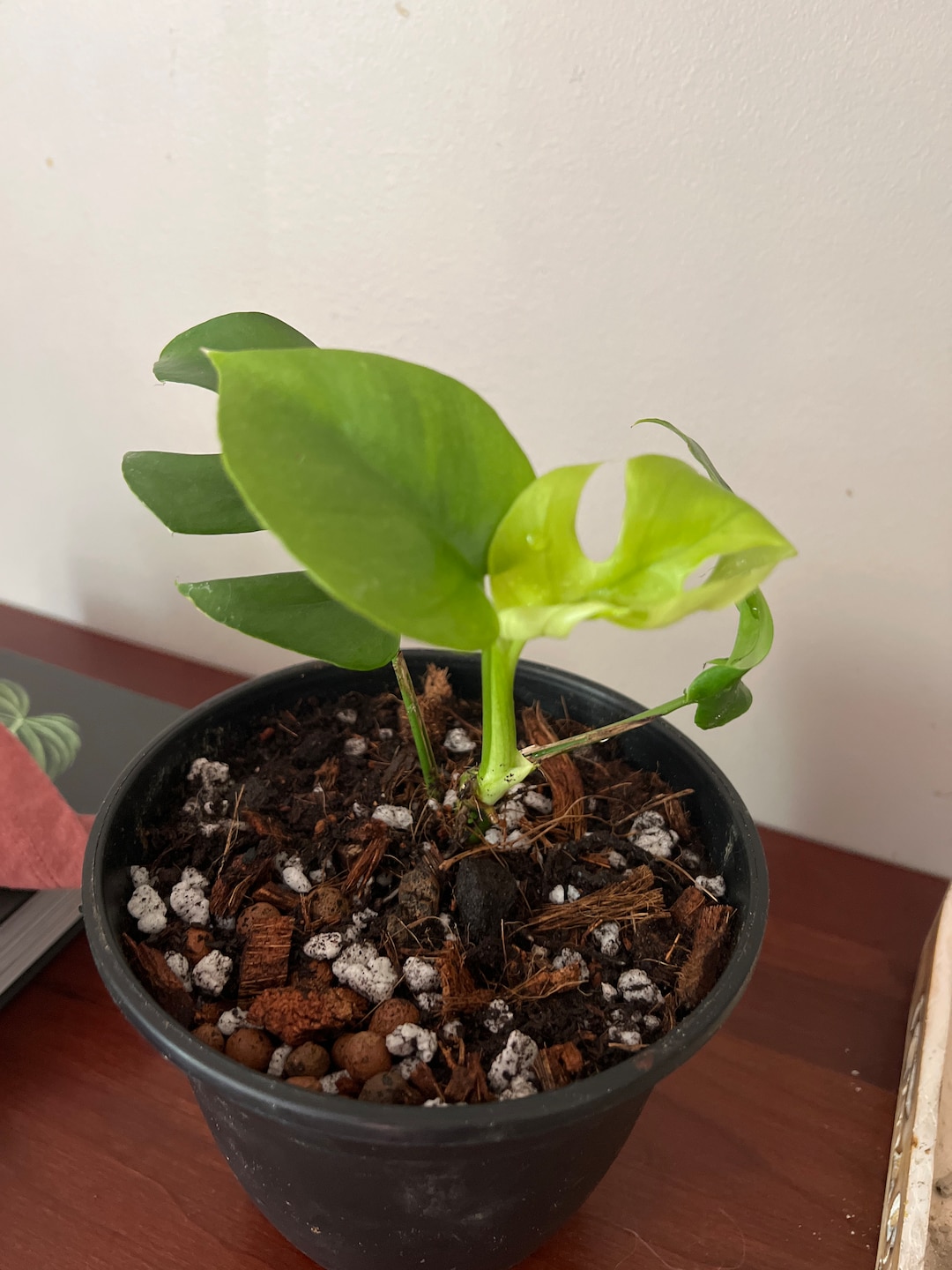Mini Monstera (6in Pot) - Etsy