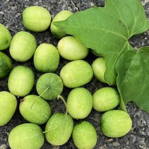 Cucamelon Seeds, Sour Gherkin Seeds, Cucamelons, Mouse Melon Seeds ...