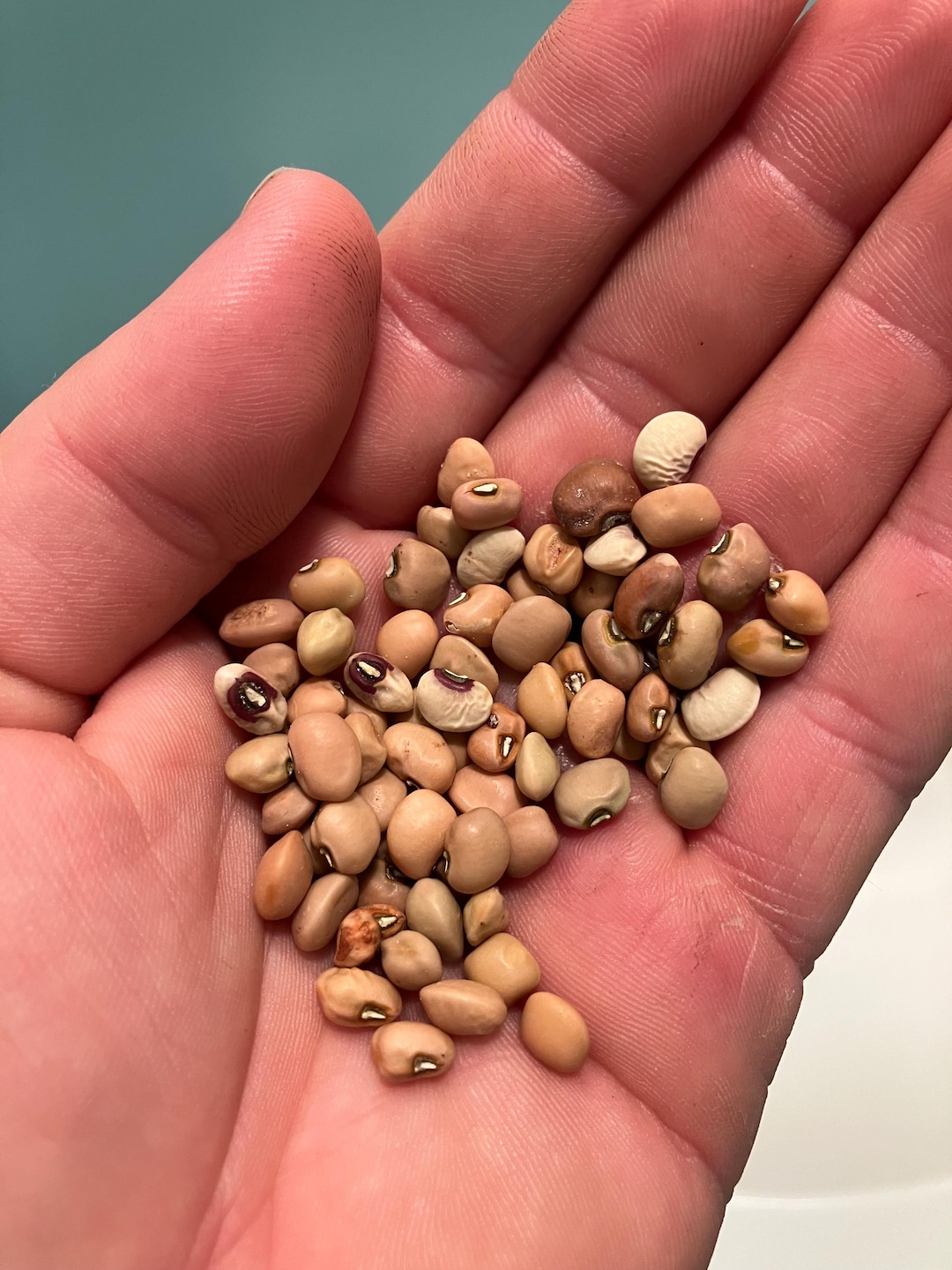 Dixie Lee Peas, Dixie Lee Crowder Peas, Crowder Peas, Cowpeas, Dixie ...