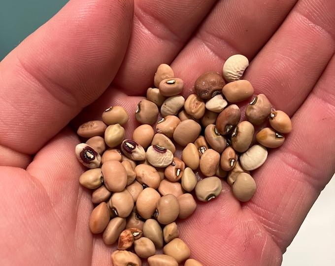 Crowder Peas 25 Seeds - Etsy