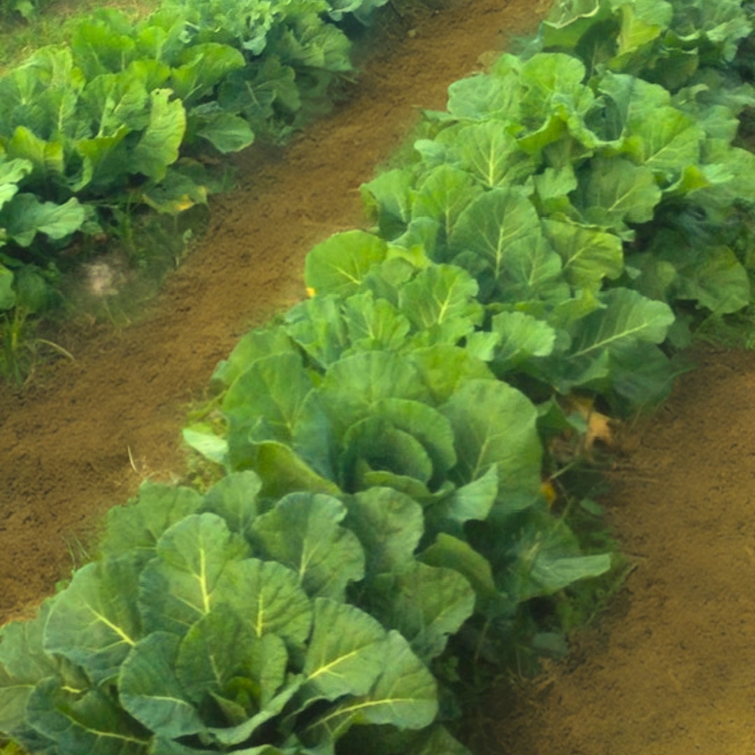 Cabbage Collard Seeds, Yellow Collard Seed, Cabbage Collard Seed, Old ...