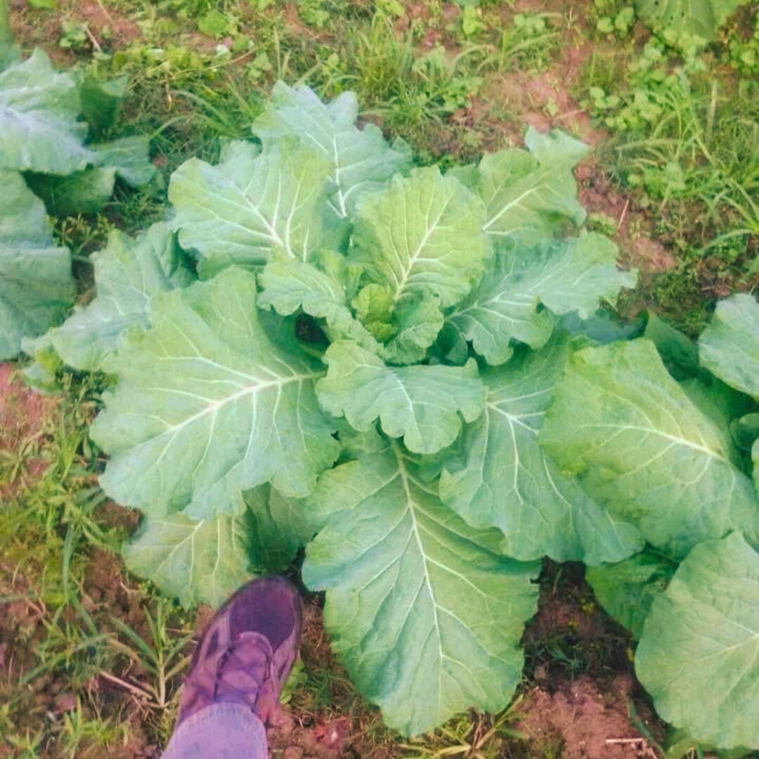 Cabbage Collard Seeds, Yellow Collard Seed, Cabbage Collard Seed, Old ...