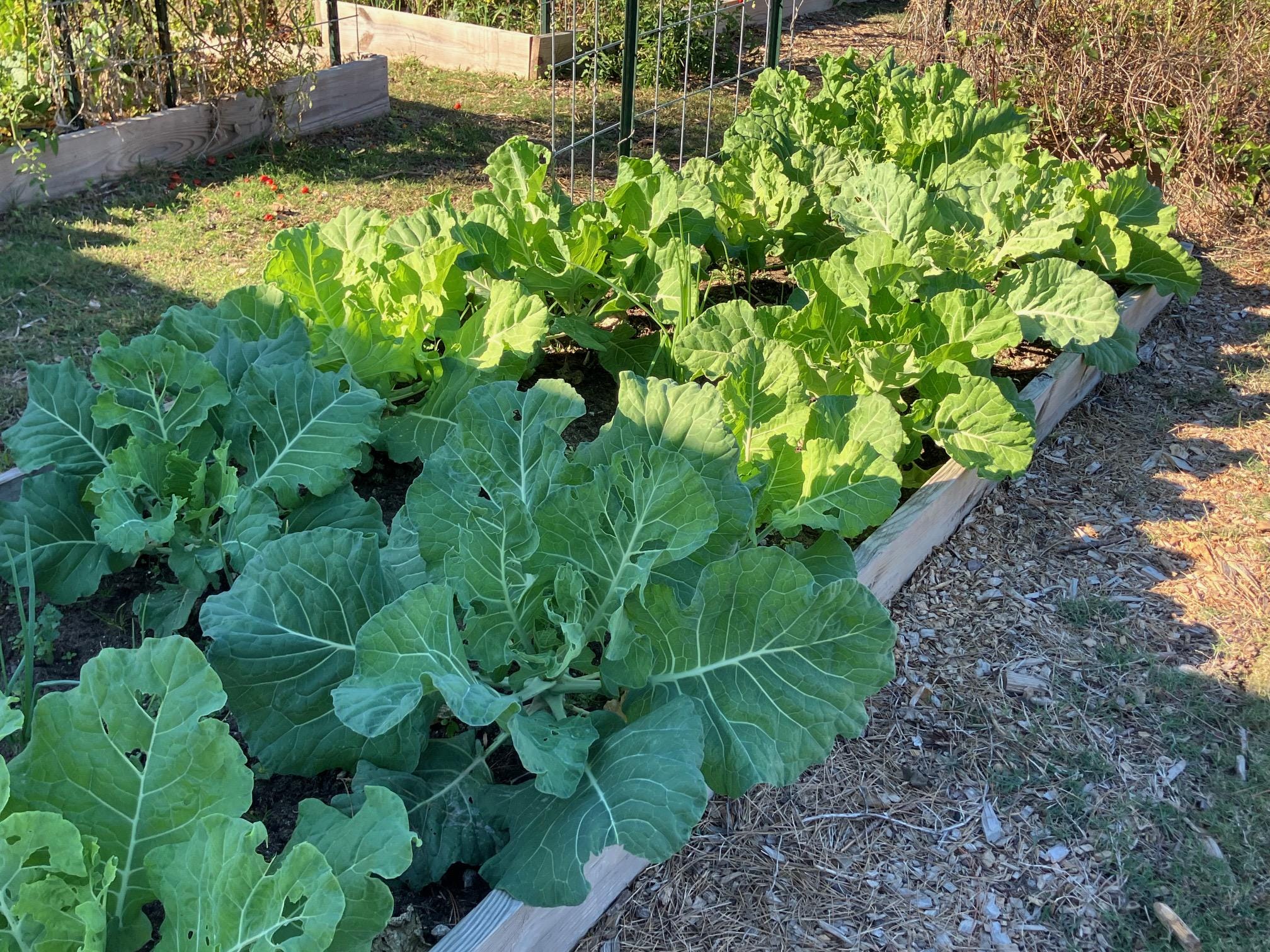 Cabbage Collard Seeds, Yellow Collard Seed, Cabbage Collard Seed, Old ...