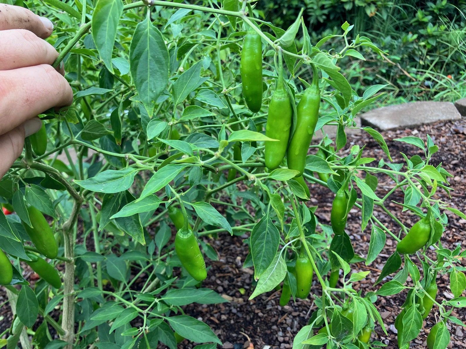 Serrano Peppers, Serrano Pepper Seeds, Hot Pepper Seeds, Chili Peppers ...
