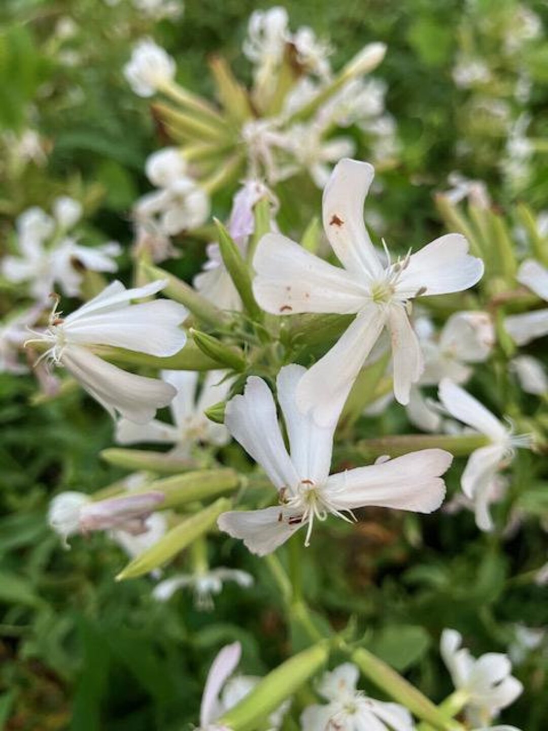 White Rock Soapwort Seeds, Saponaria Vaccaria 'alba' Seed, Soapwort ...