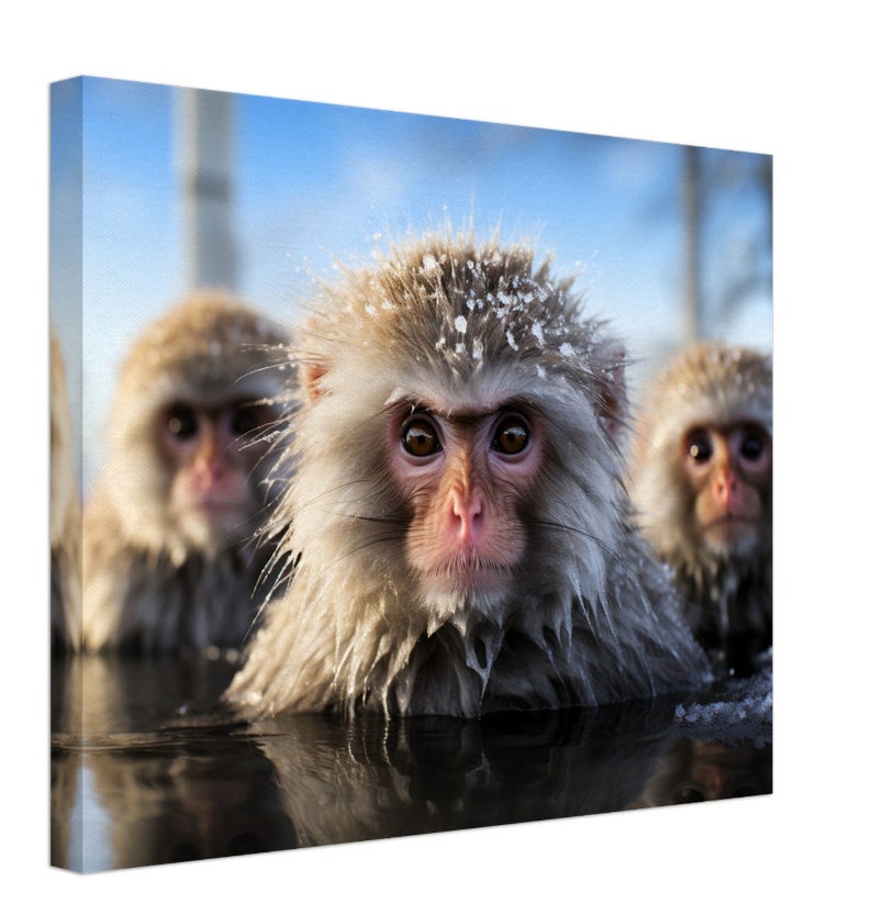 Snow Monkeys or Macaques Taking Dip in Hot Spring, High Quality Digital ...