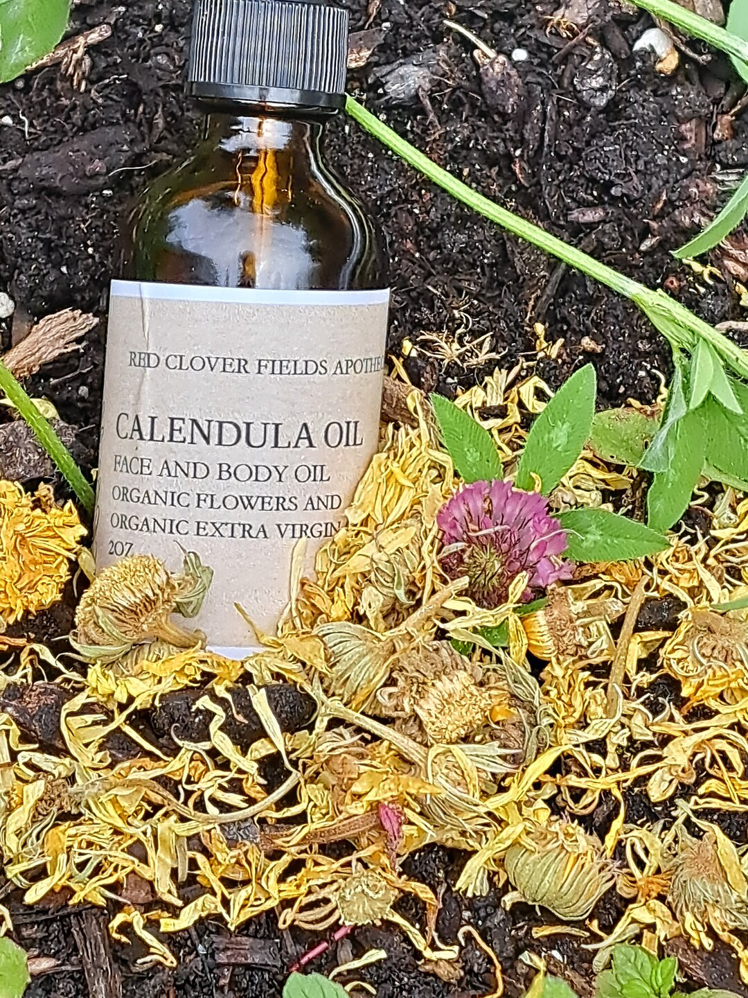 2 Fl Oz of Calendula Oil Infused With Organic Extra Virgin Olive Oil ...