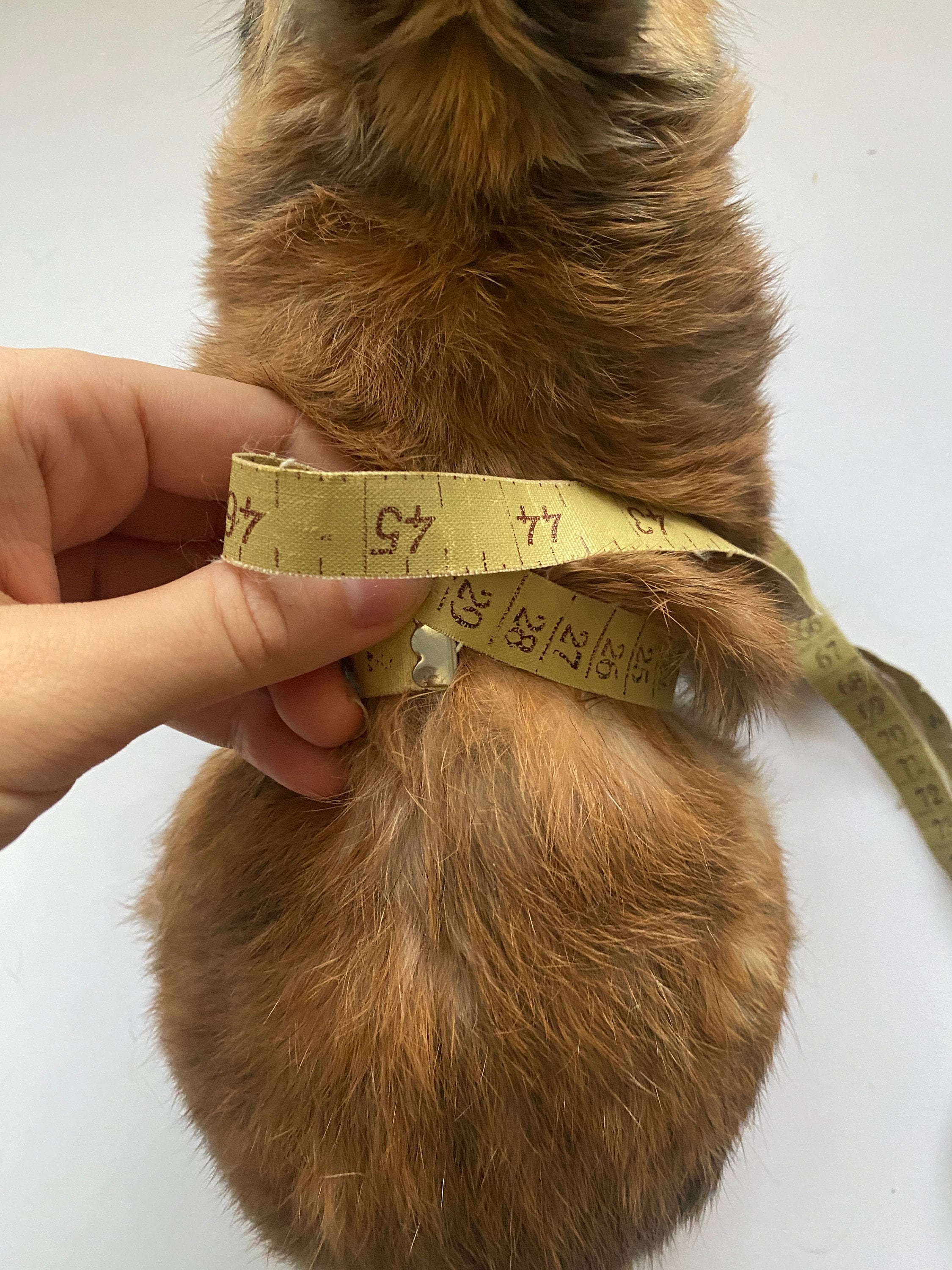 Bunny Diapers - Etsy