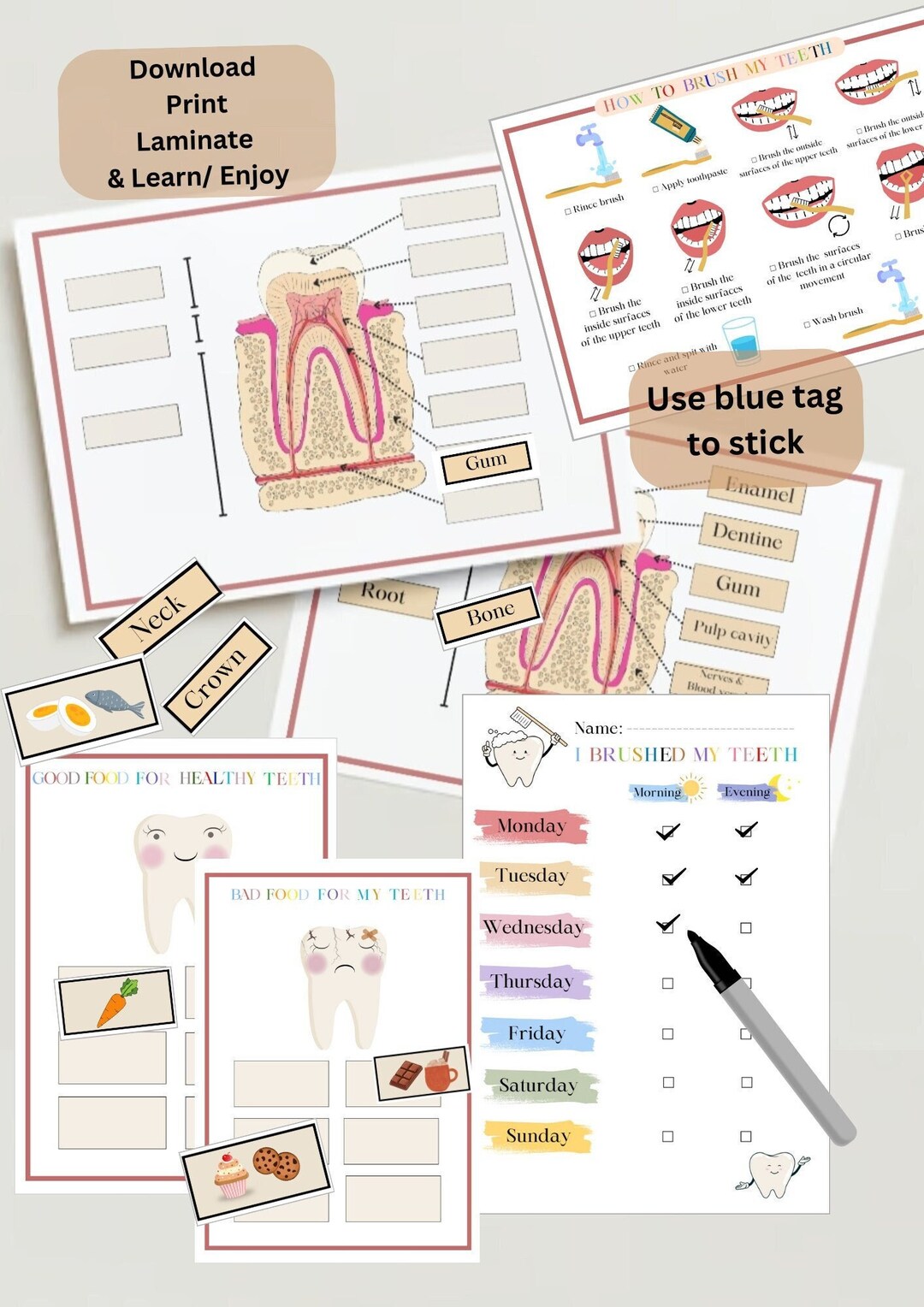 Learn Brushing Teeth Kids Tracker Tooth Anatomy Dental Care Science ...