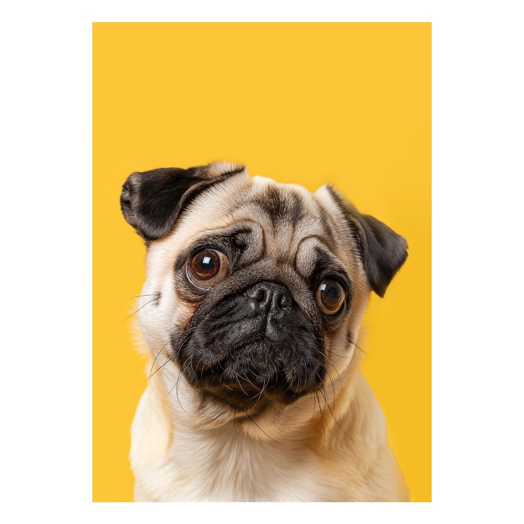 Squishy Faced Pug on a Yellow Background - Cute, Realistic, Striking ...