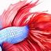 Siamese Fighter Fish Art Print - Watercolour Betta Fish Painting ...