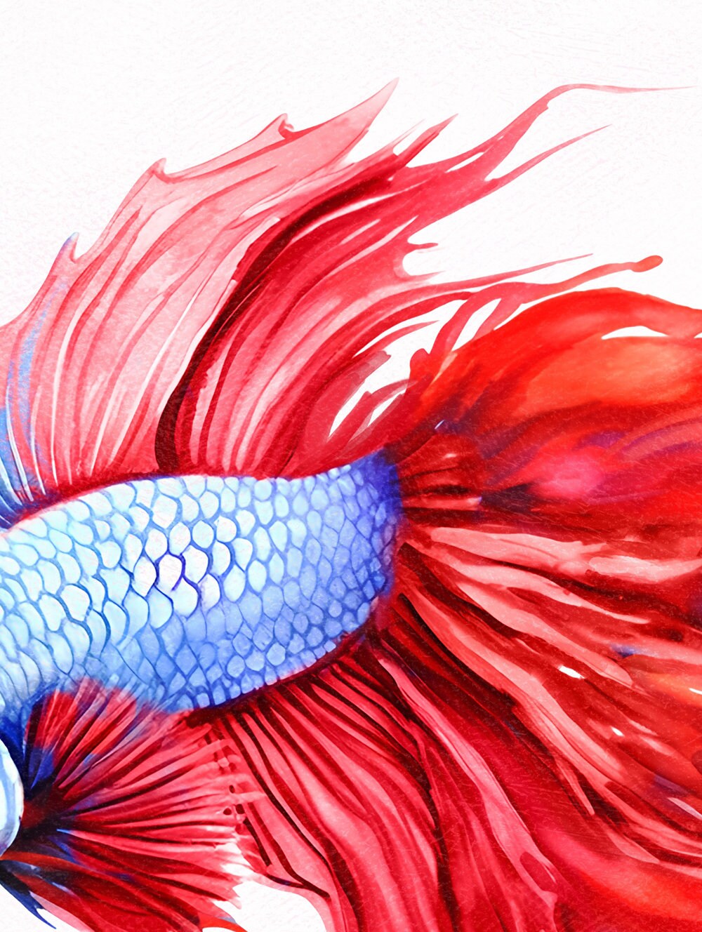 Siamese Fighter Fish Art Print - Watercolour Betta Fish Painting ...