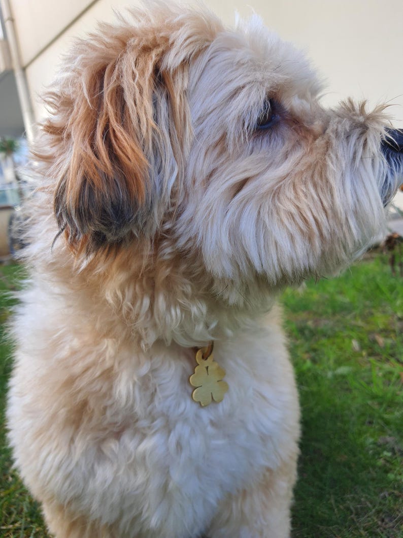 FOUR LEAF CLOVER Pet Collar Accessory - Luxury Brass Accessories for ...