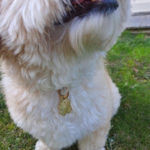 FOUR LEAF CLOVER Pet Collar Accessory - Luxury Brass Accessories for ...