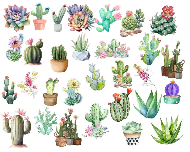 Watercolor Cactus Clipart Tropical PNG Flowers Clipart Desert Cactus ...