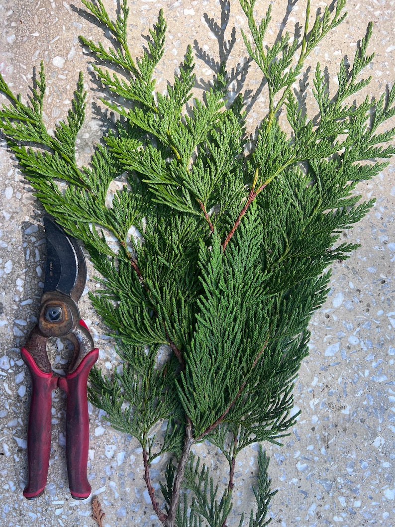 Western Red Cedar Branch Tips - Etsy