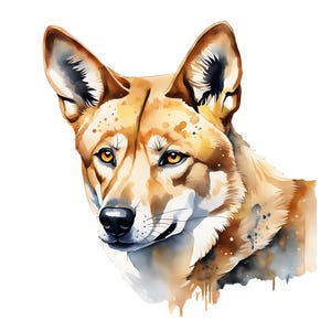 Watercolor Dog Clipart, Dingo Clipart, Wild Dog Clipart, Dingo PNG ...