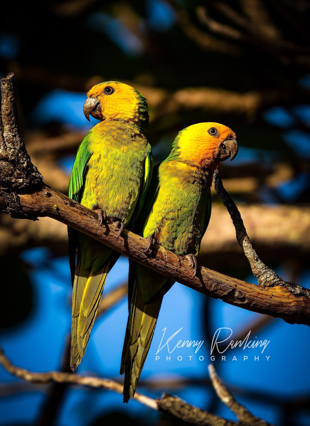 Parakeets Chilling in Tree on Bonaire Dutch Caribbean - Etsy UK