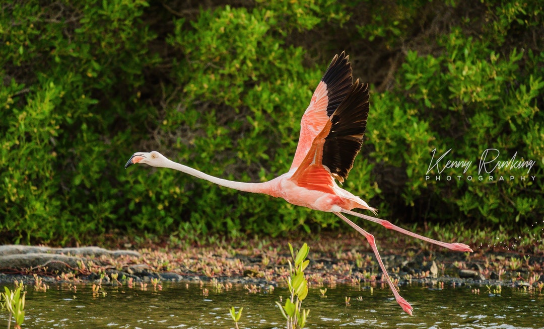 Flamingo Taking off on Bonaire, Dutch Caribbean - Etsy