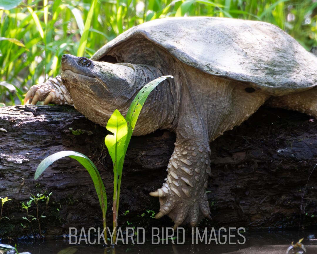 Snapping Turtle Turtle Picture Photo Print - Etsy