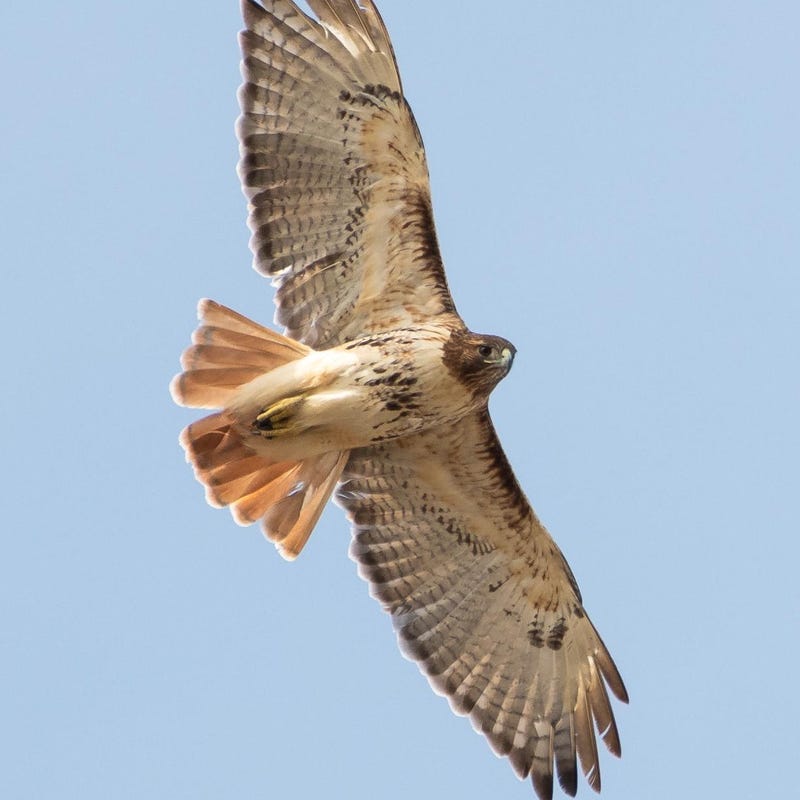 Hawk - Etsy