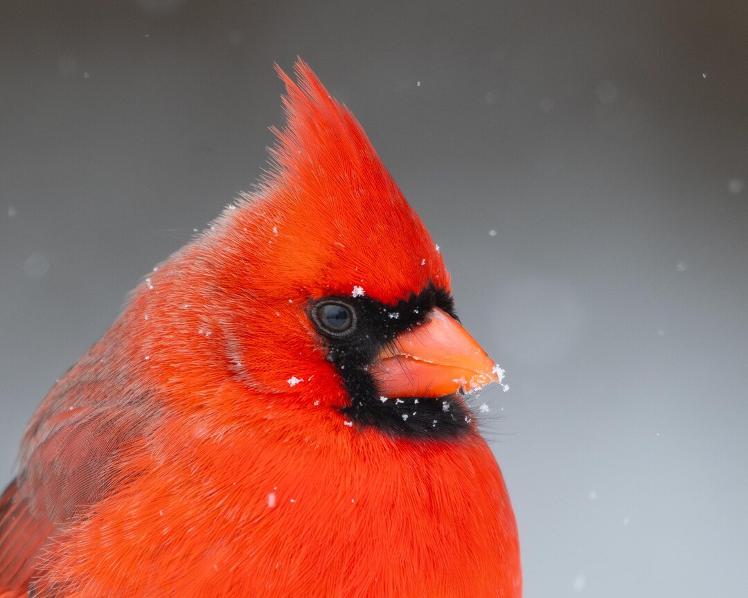Northern Cardinal With Snowflakes on Face - Photo Print - Etsy
