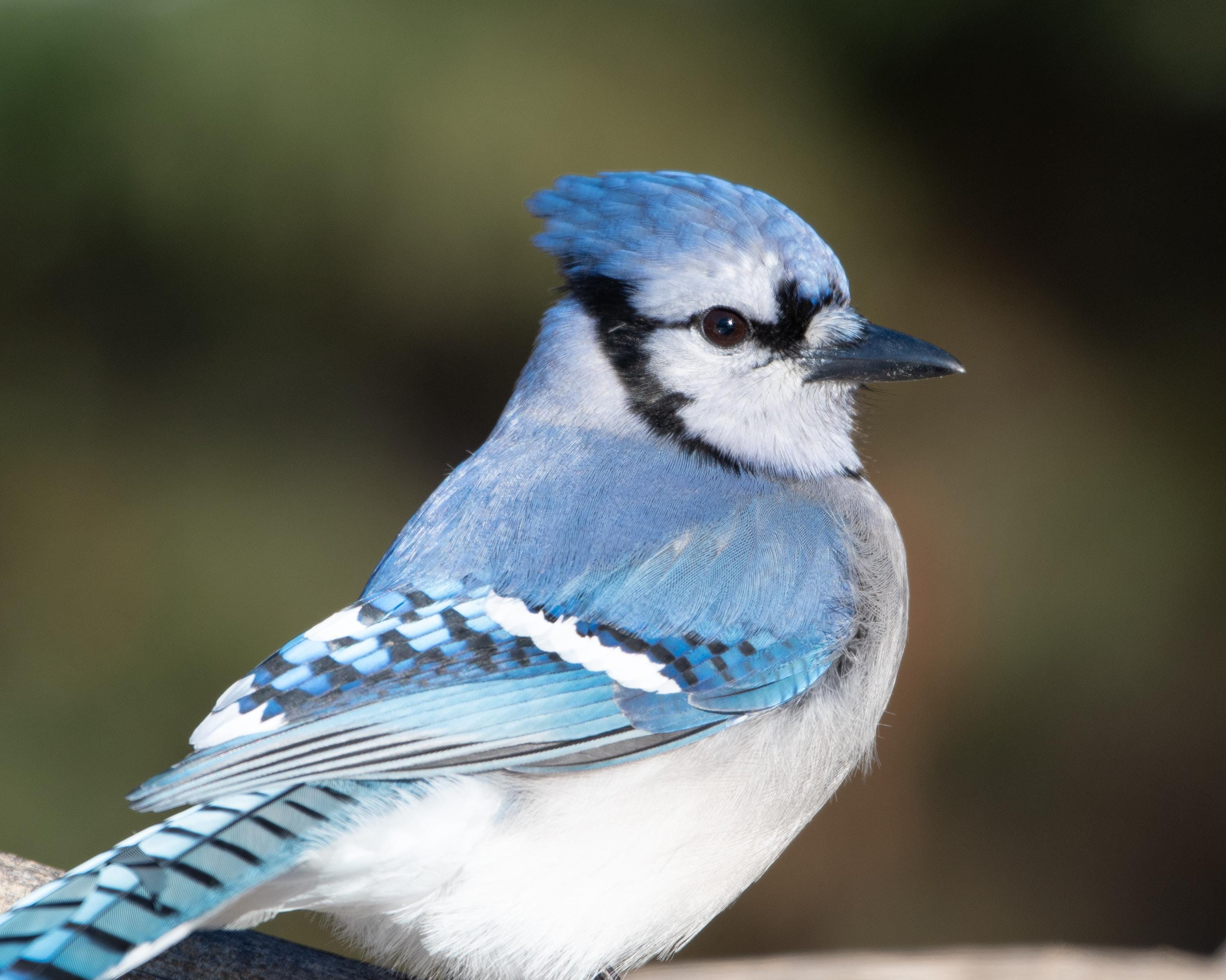 Blue Jay - Photo Print - Etsy