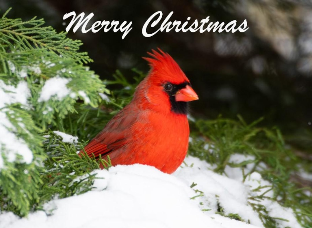 Christmas Cards Cardinal in Snow 5 X 7 Folding Cards With Envelopes - Etsy