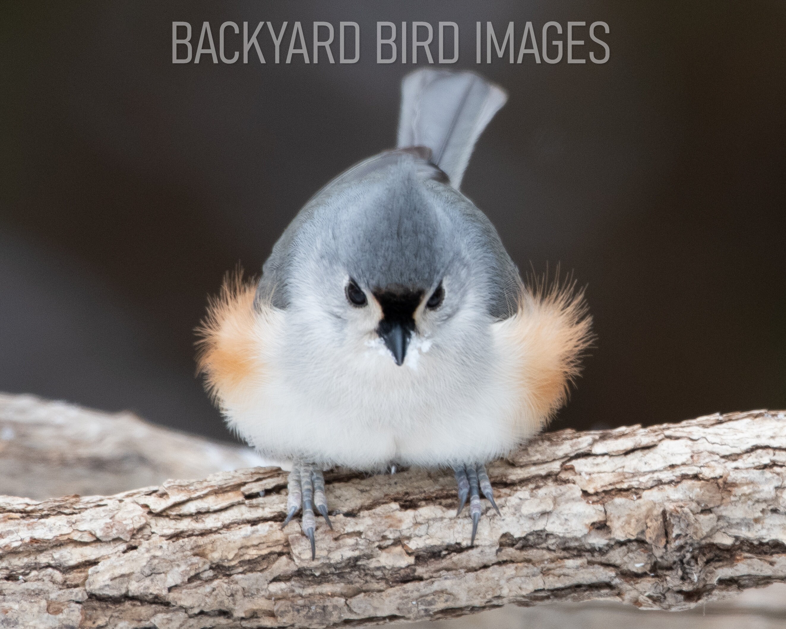 Tufted Titmouse Bird Picture Photo Print - Etsy