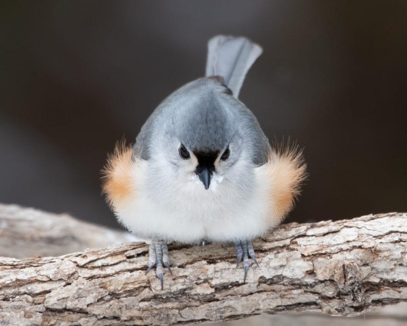 Tufted Titmouse - 8" X 10" Photo Print - Etsy