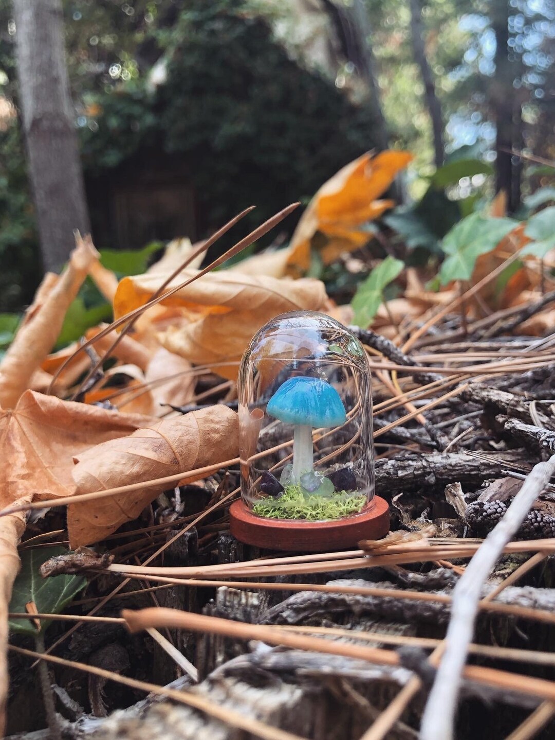 Handcrafted Pixie Parasol Mini Mushroom Terrarium - Etsy