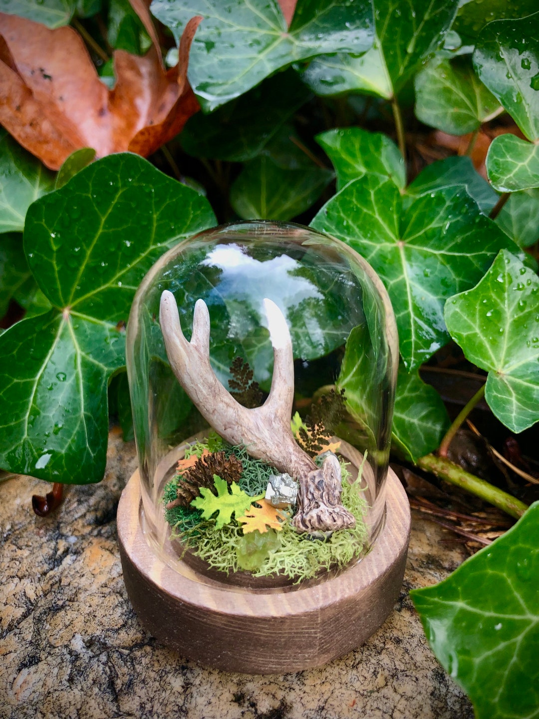 Deer Antler Terrarium Handcrafted Oddity Decor Cottagecore Fairycore ...