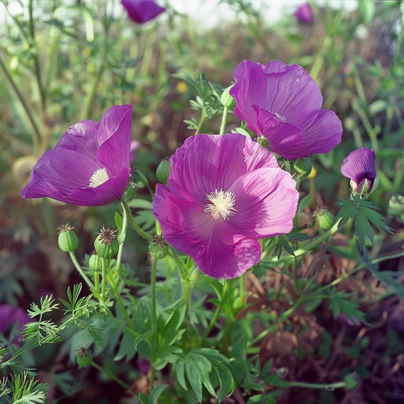 Purple Poppy Flowers Oops!