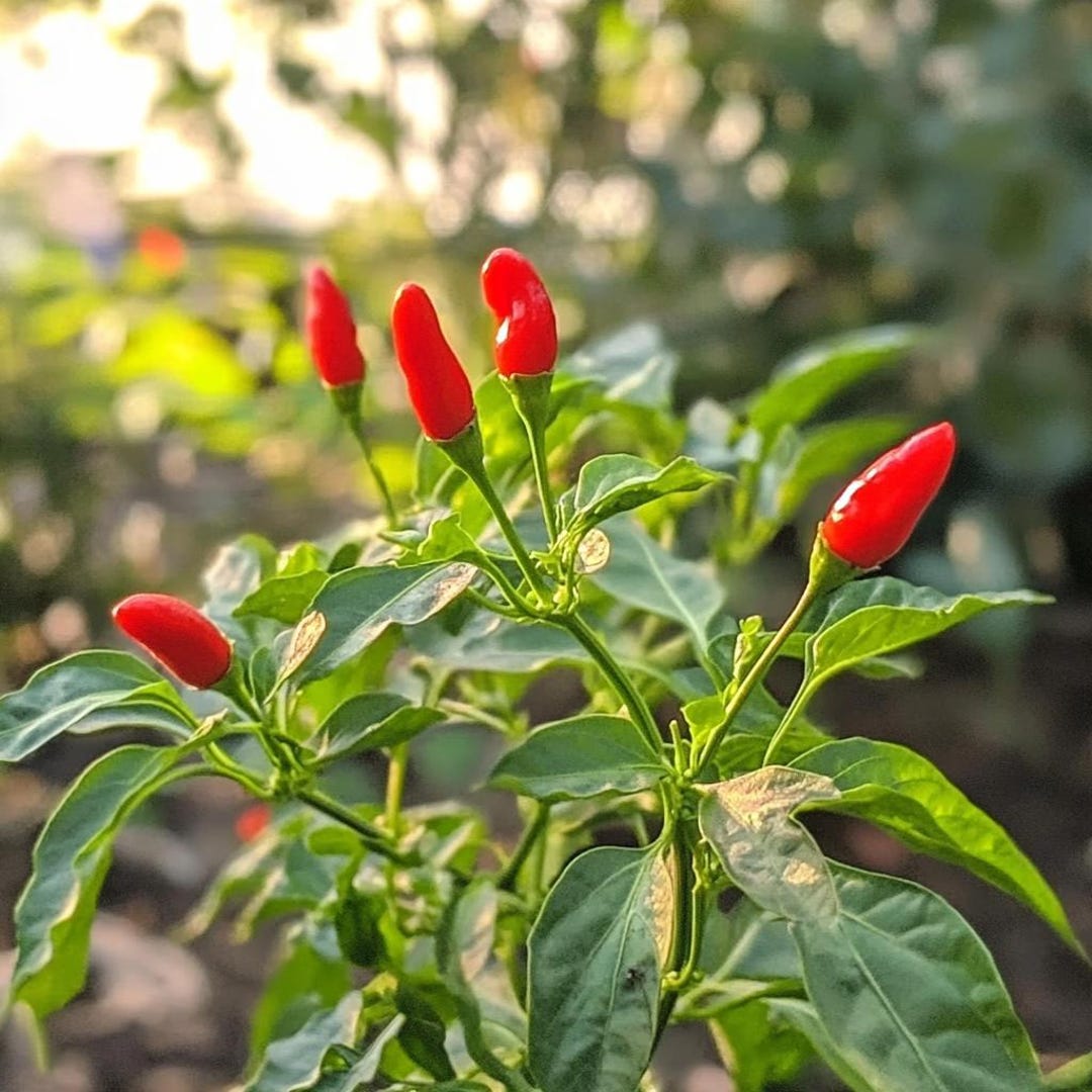 Peri-peri Pepper Plant (african Bird’s Eye Chili) – 4” Live Organic ...